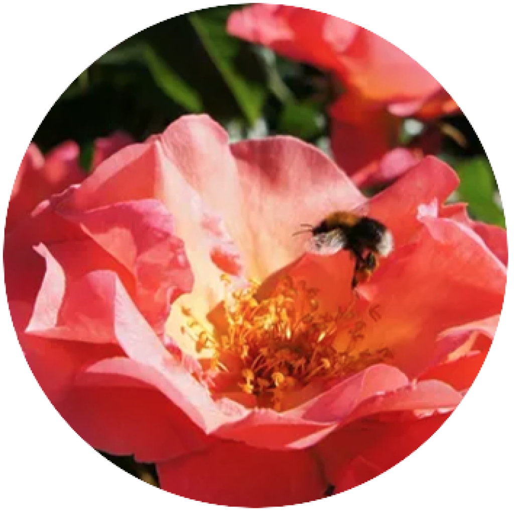 Welcome to Apuldram Roses, a plant nursery specialising in Roses ...