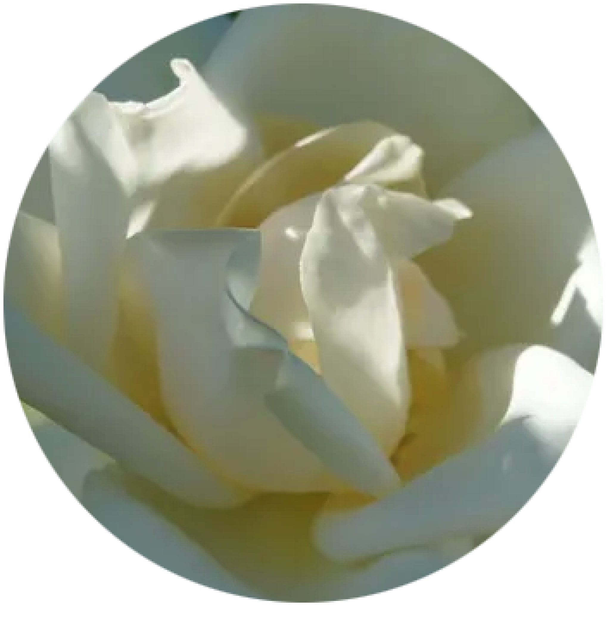 Welcome to Apuldram Roses, a plant nursery specialising in Roses ...