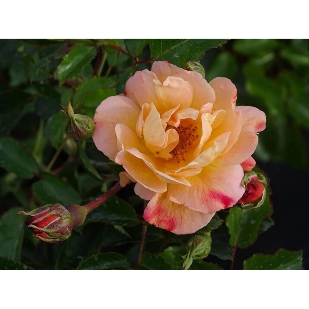 Amber Flower Carpet - Potted