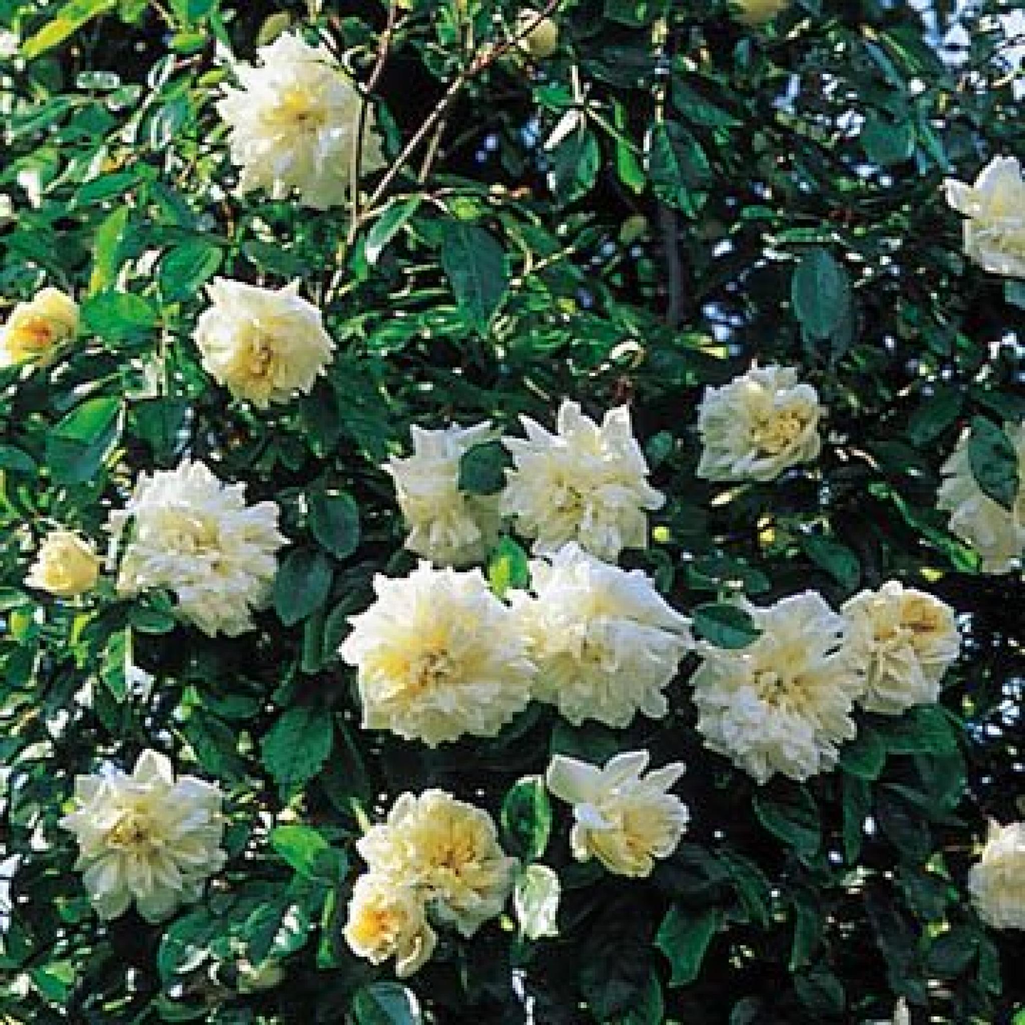 Alberic Barbier - Bare Root