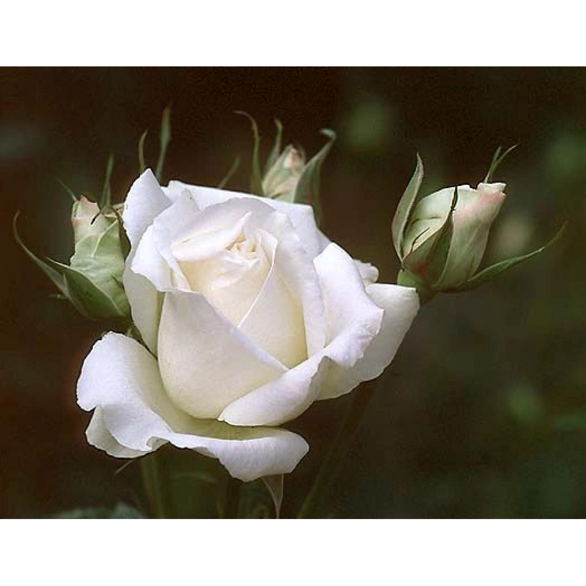 Silver Anniversary - Potted | Apuldram Roses