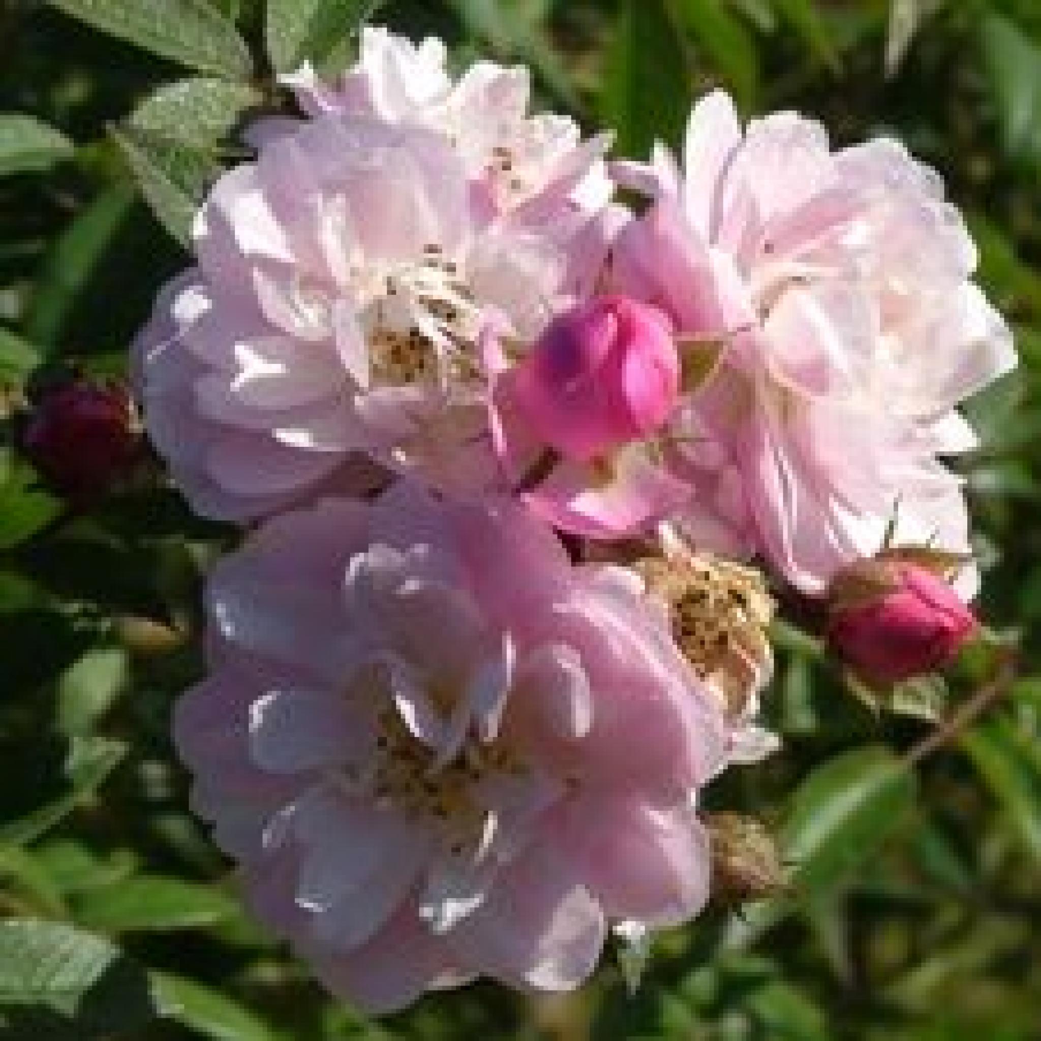 Little Rambler - Potted