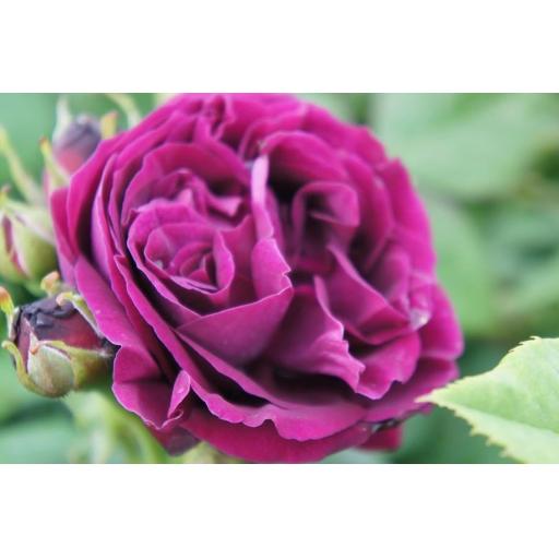 Ebb Tide Rose | Apuldram Roses