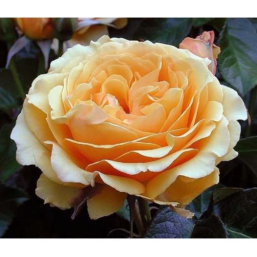 Amber Queen - Potted