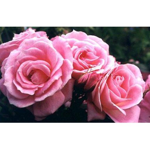 Carefree Days - Bare Root