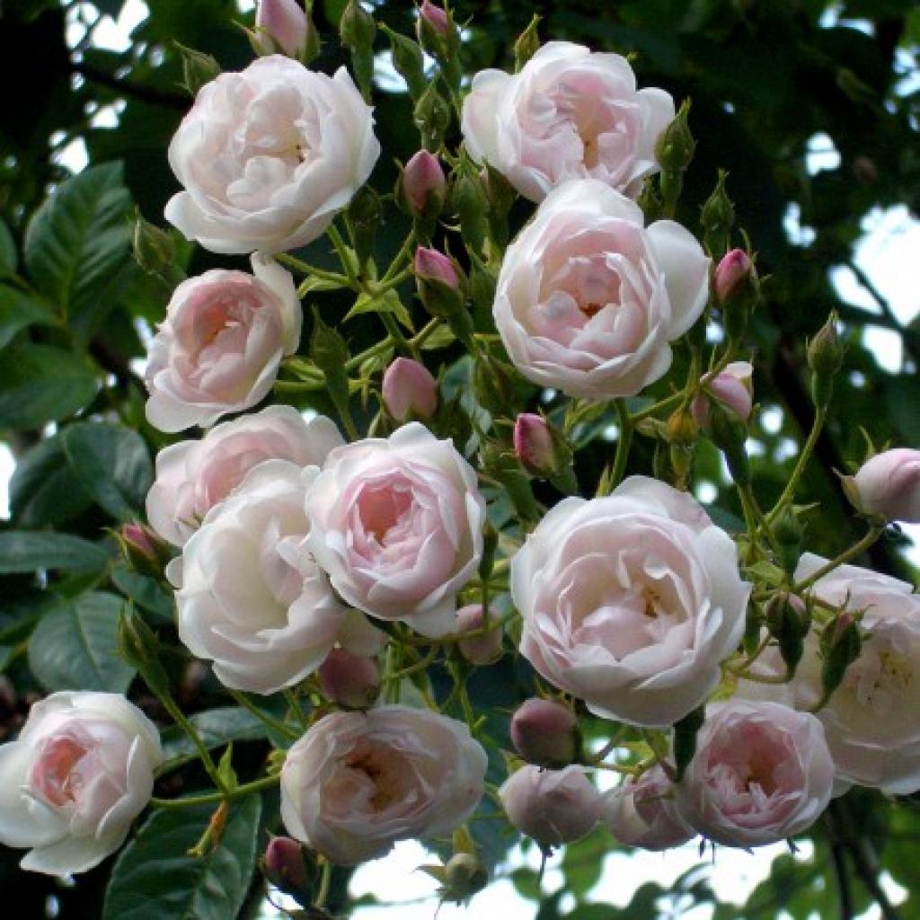 Blush Noisette - Potted