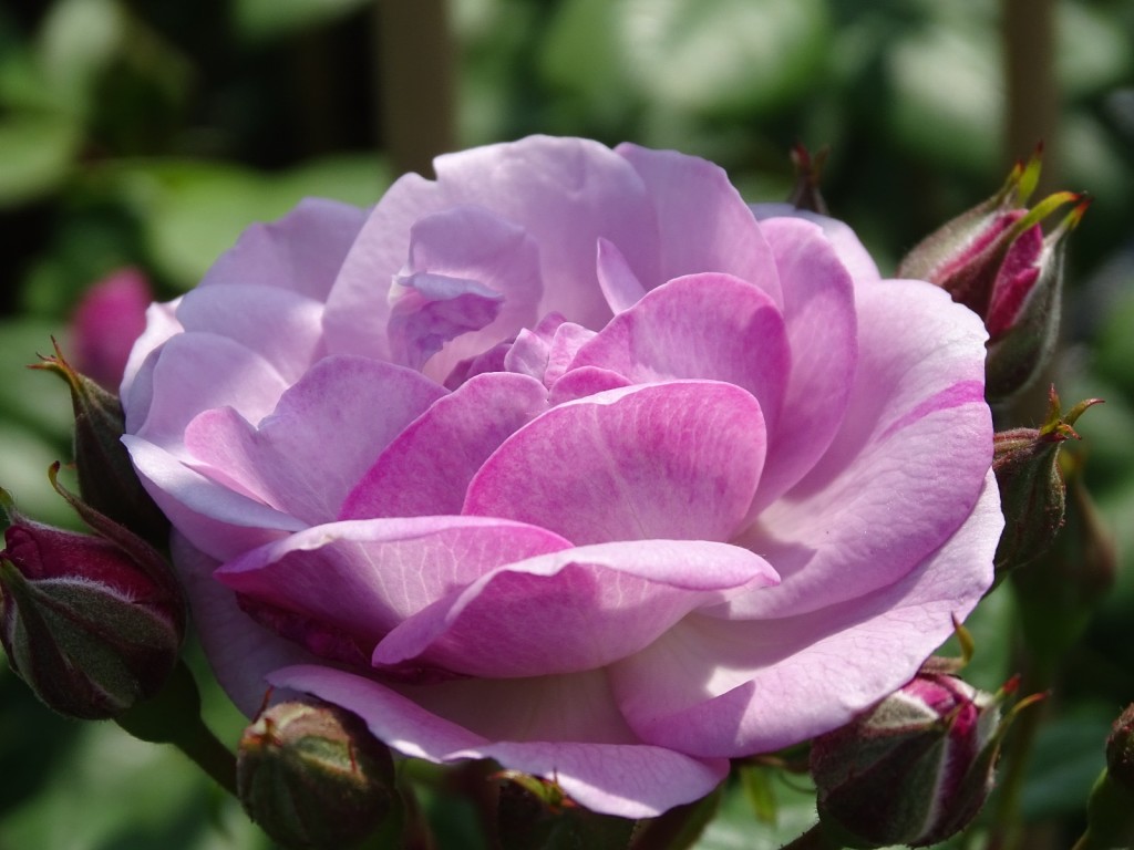 Welcome to Apuldram Roses, a plant nursery specialising in Roses ...