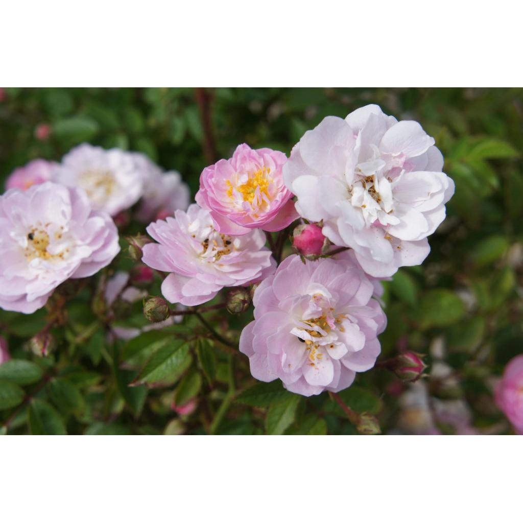 Perennial Blush Climbing Rose | Apuldram Roses