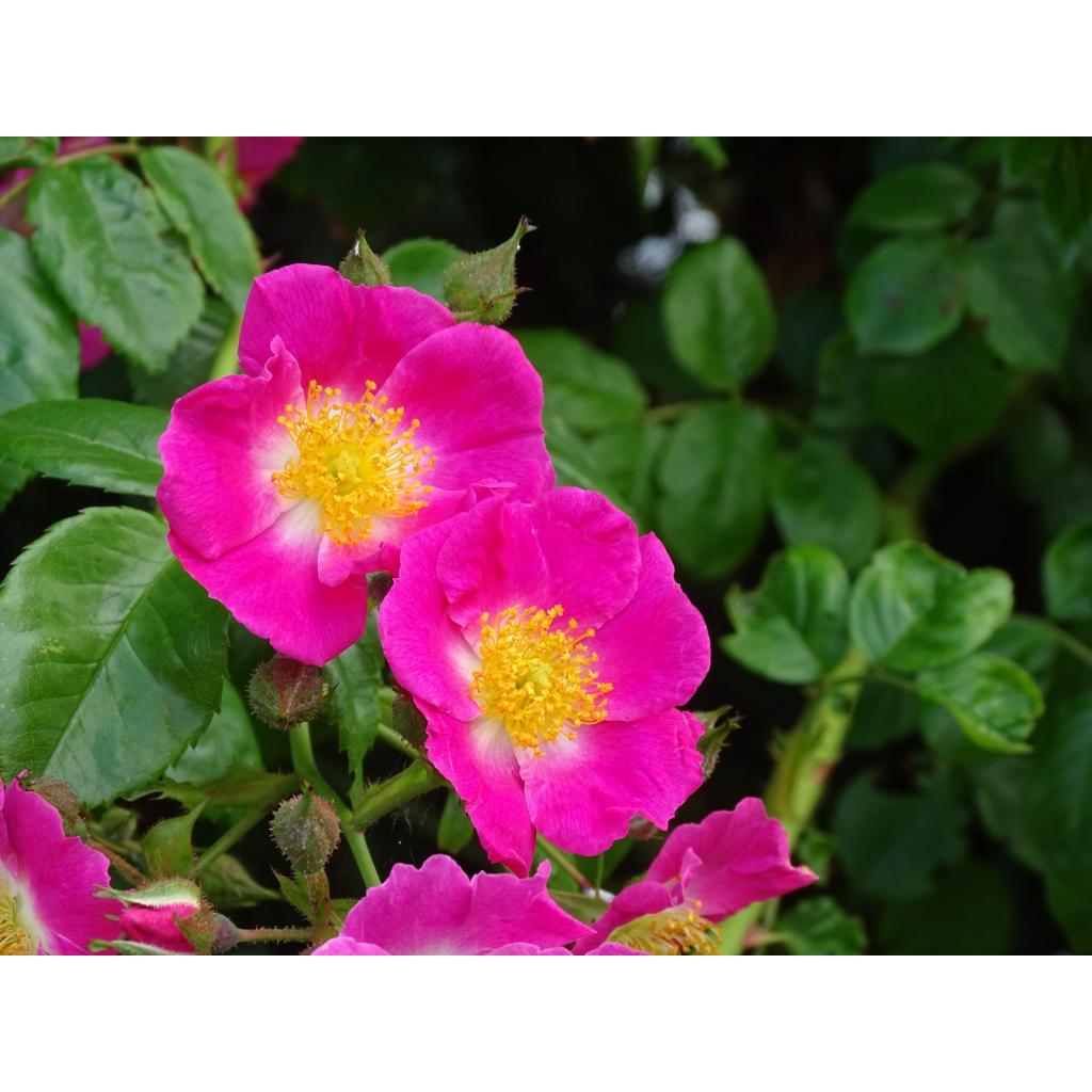 American Pillar Rambling Rose | Apuldram Roses