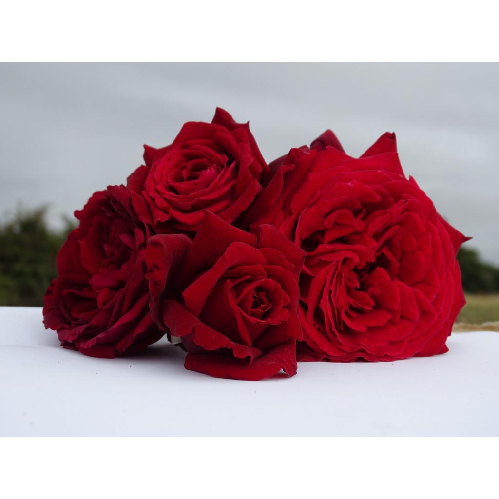 Proper Job Rose | Apuldram Roses