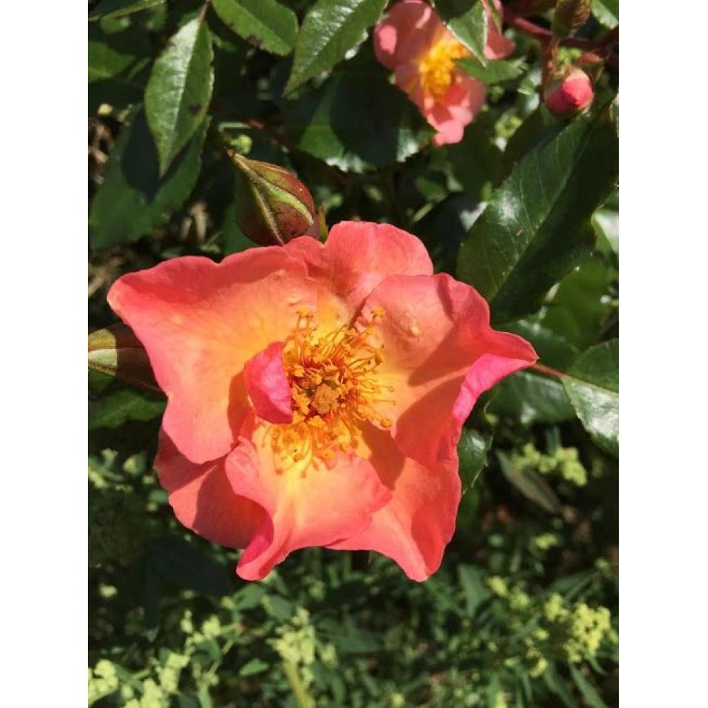 Summer Wine Climbing Rose | Apuldram Roses