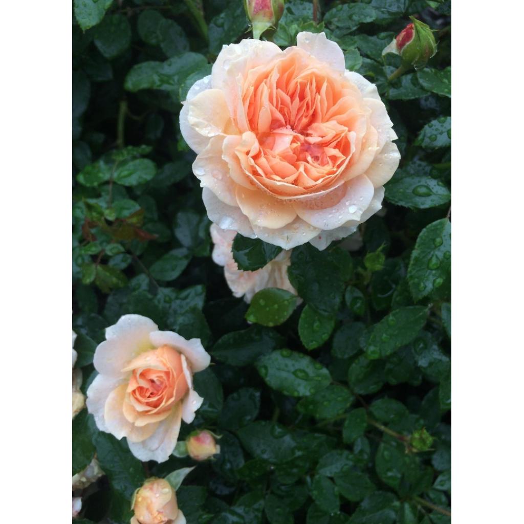 Joie De Vivre Rose | Apuldram Roses
