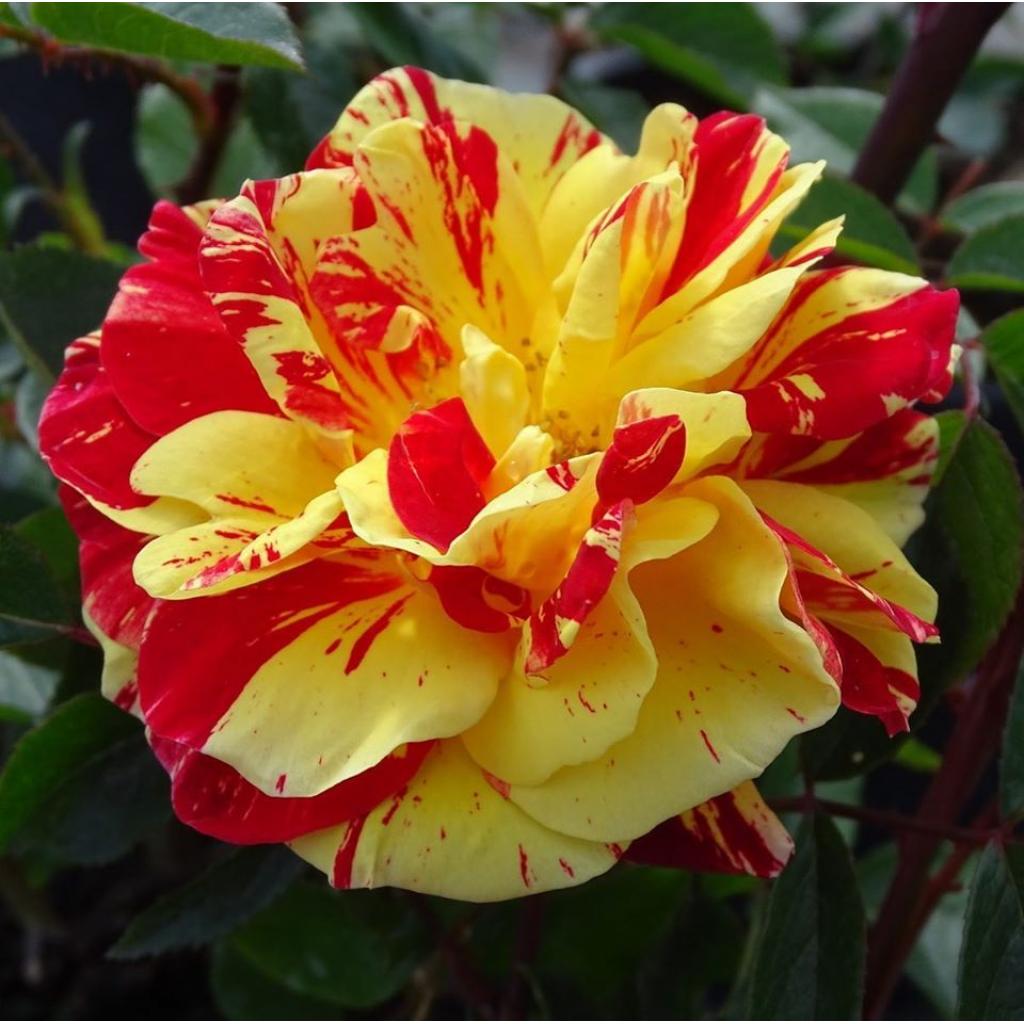 Brush Strokes Rose | Apuldram Roses