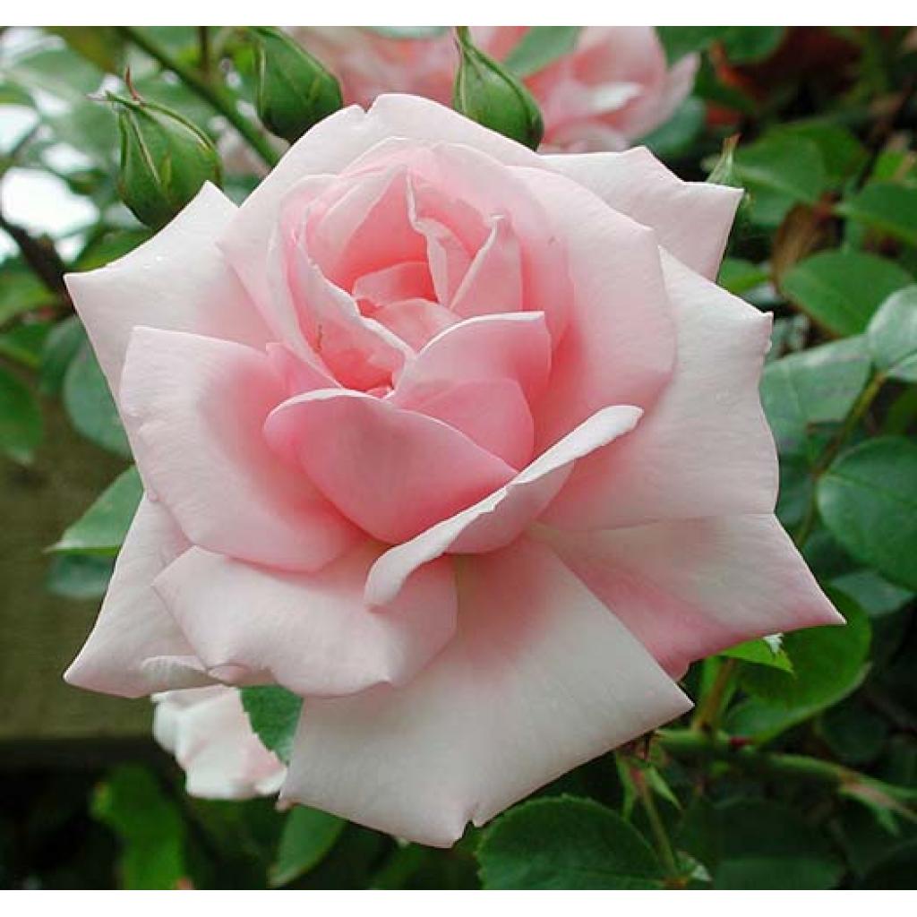 Summer Wine Climbing Rose | Apuldram Roses