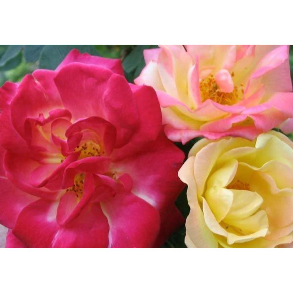 Masquerade Climbing Rose | Apuldram Roses