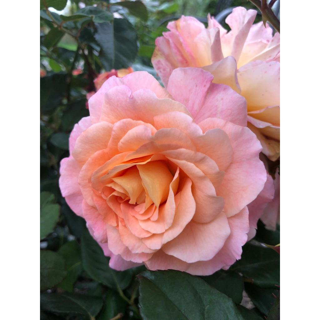 Rachel Rose | Apuldram Roses