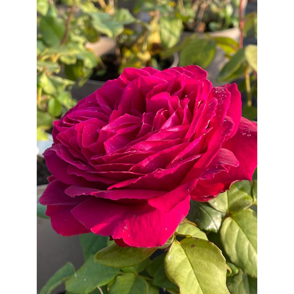 Proper Job Rose | Apuldram Roses