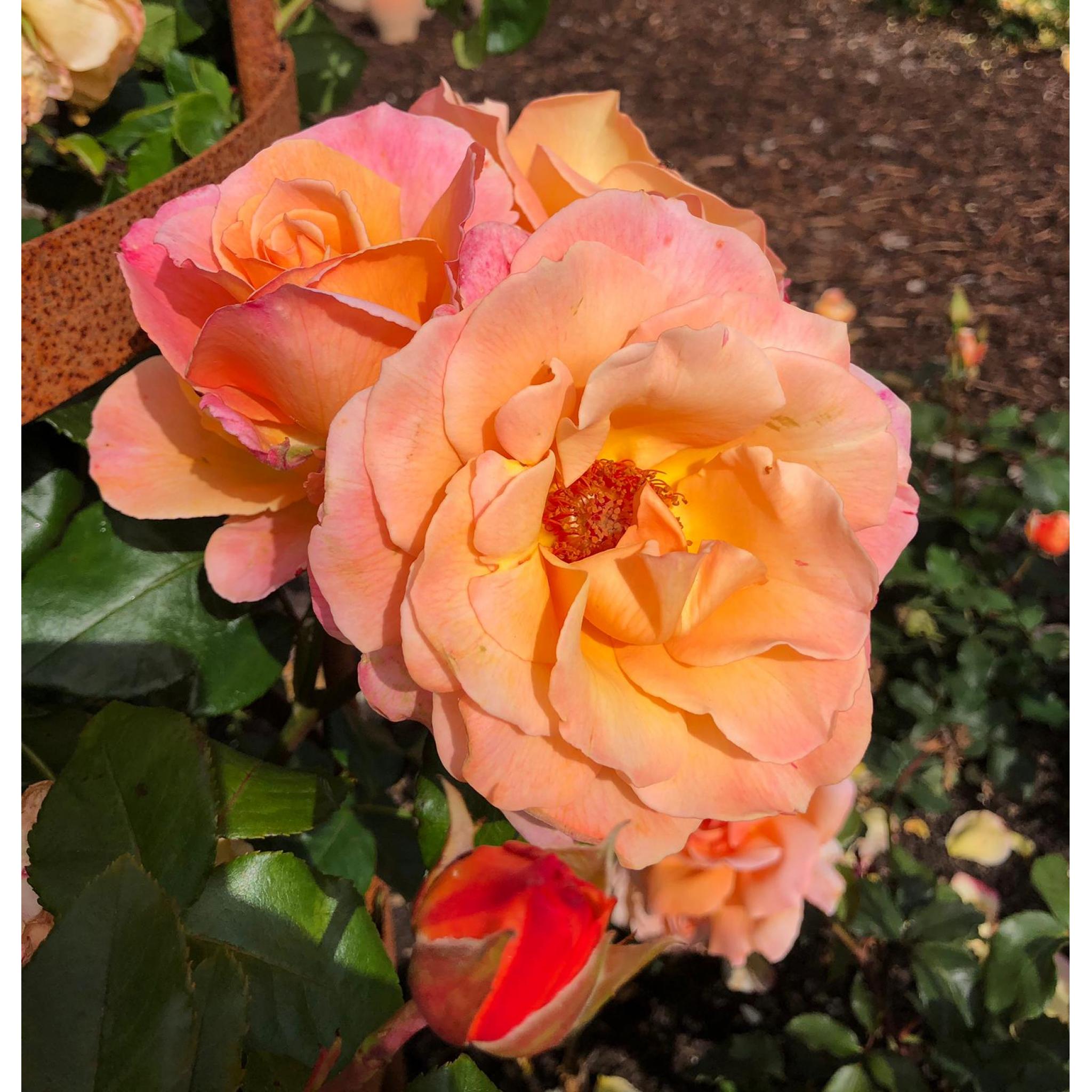 Della Balfour Climbing Rose | Apuldram Roses