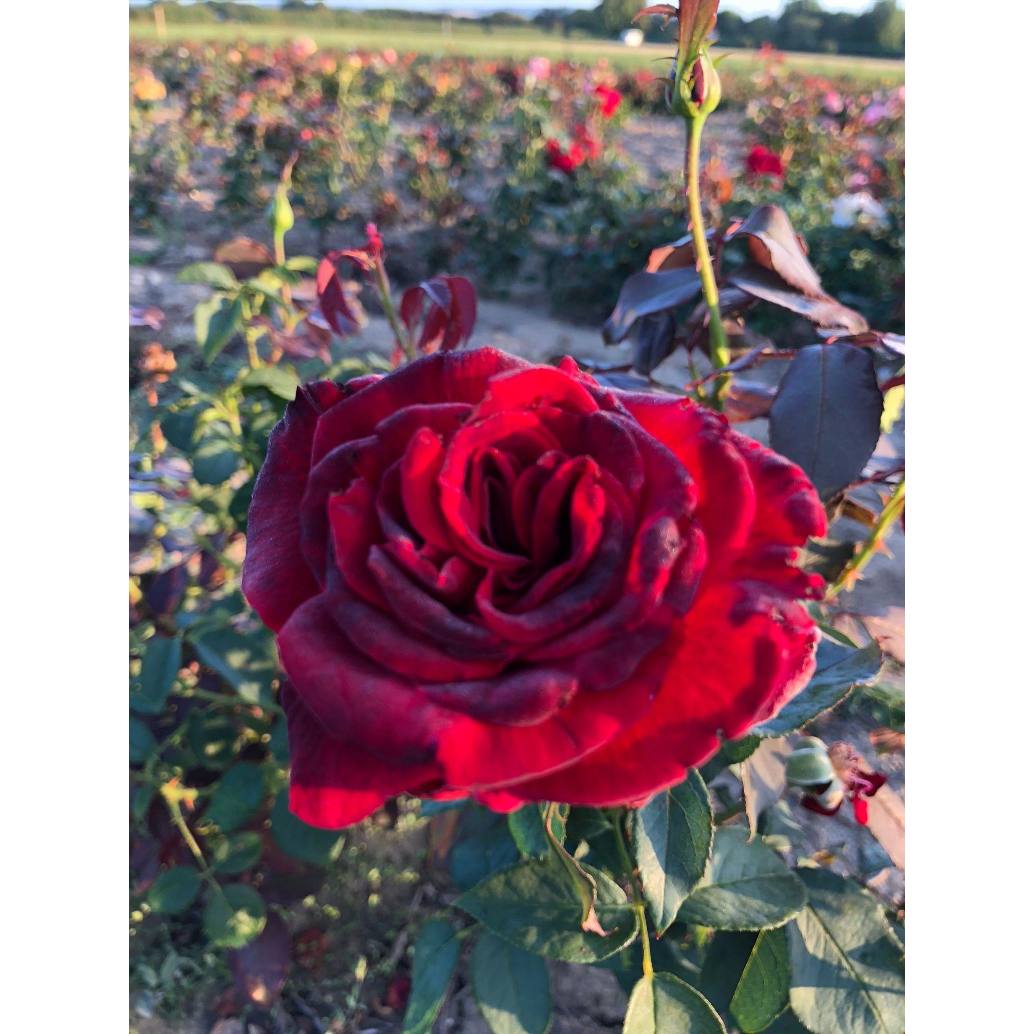 Crimson Cascade Rose | Apuldram Roses