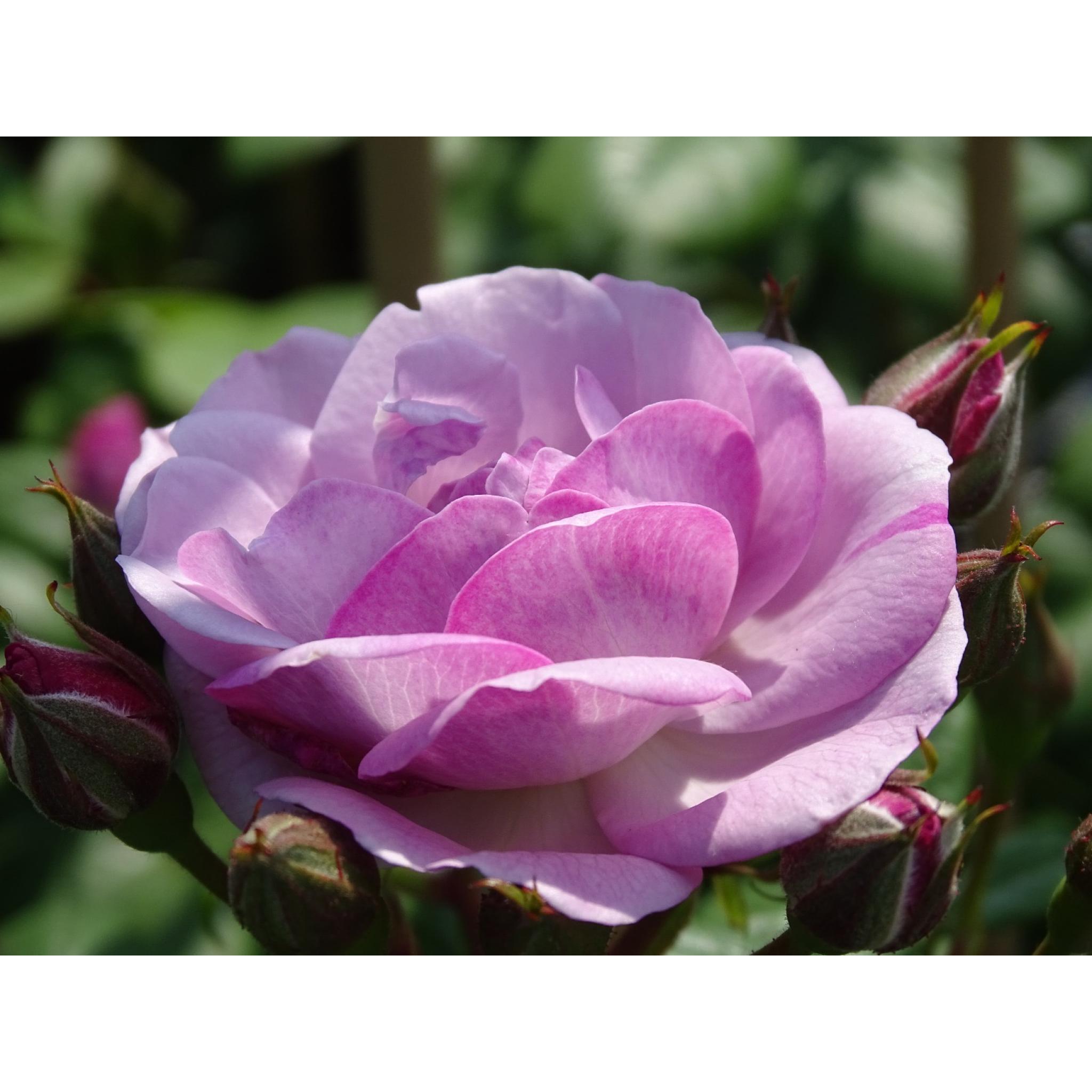 Lilac Bouquet Climbing Rose | Apuldram Roses