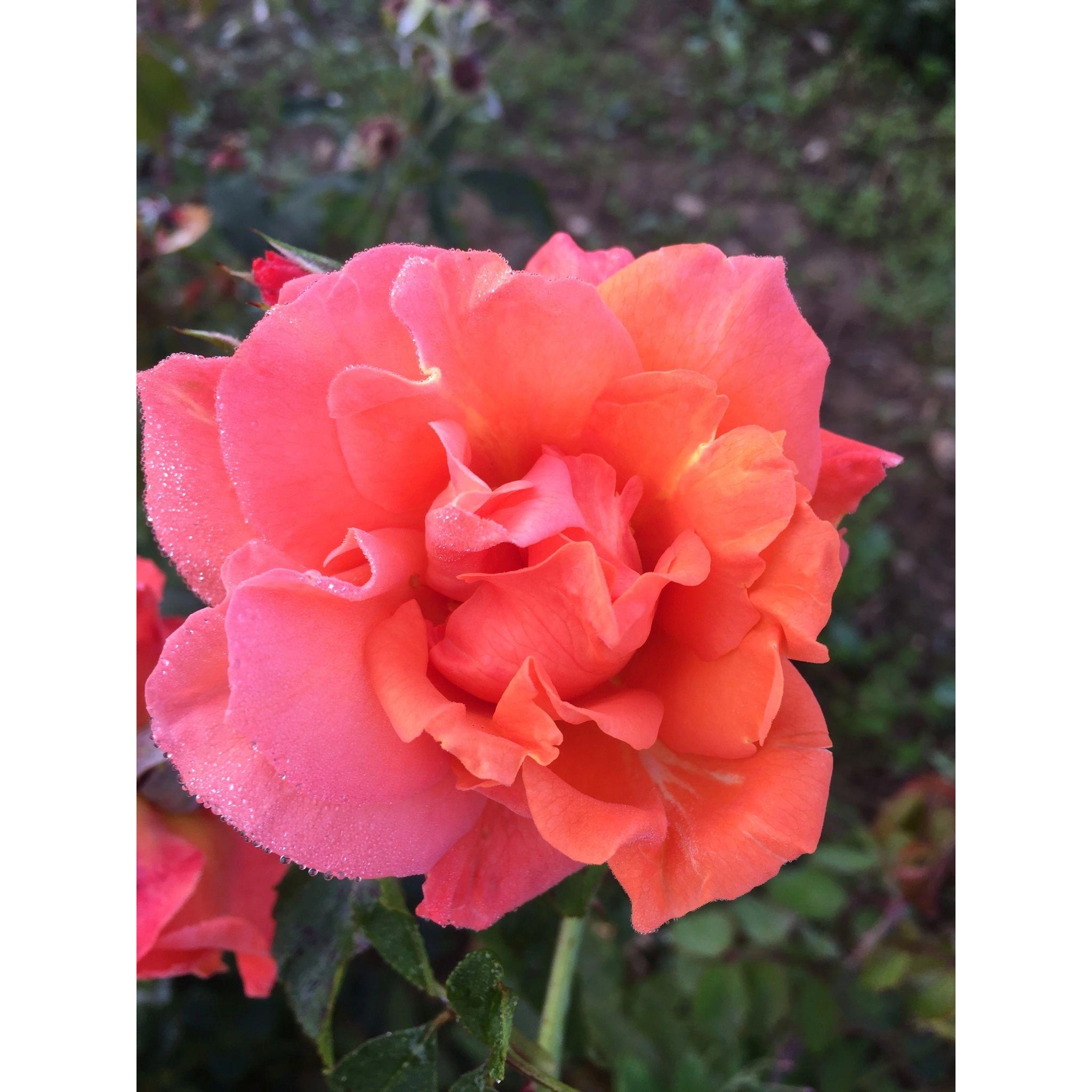 Alibaba Rose | Apuldram Roses