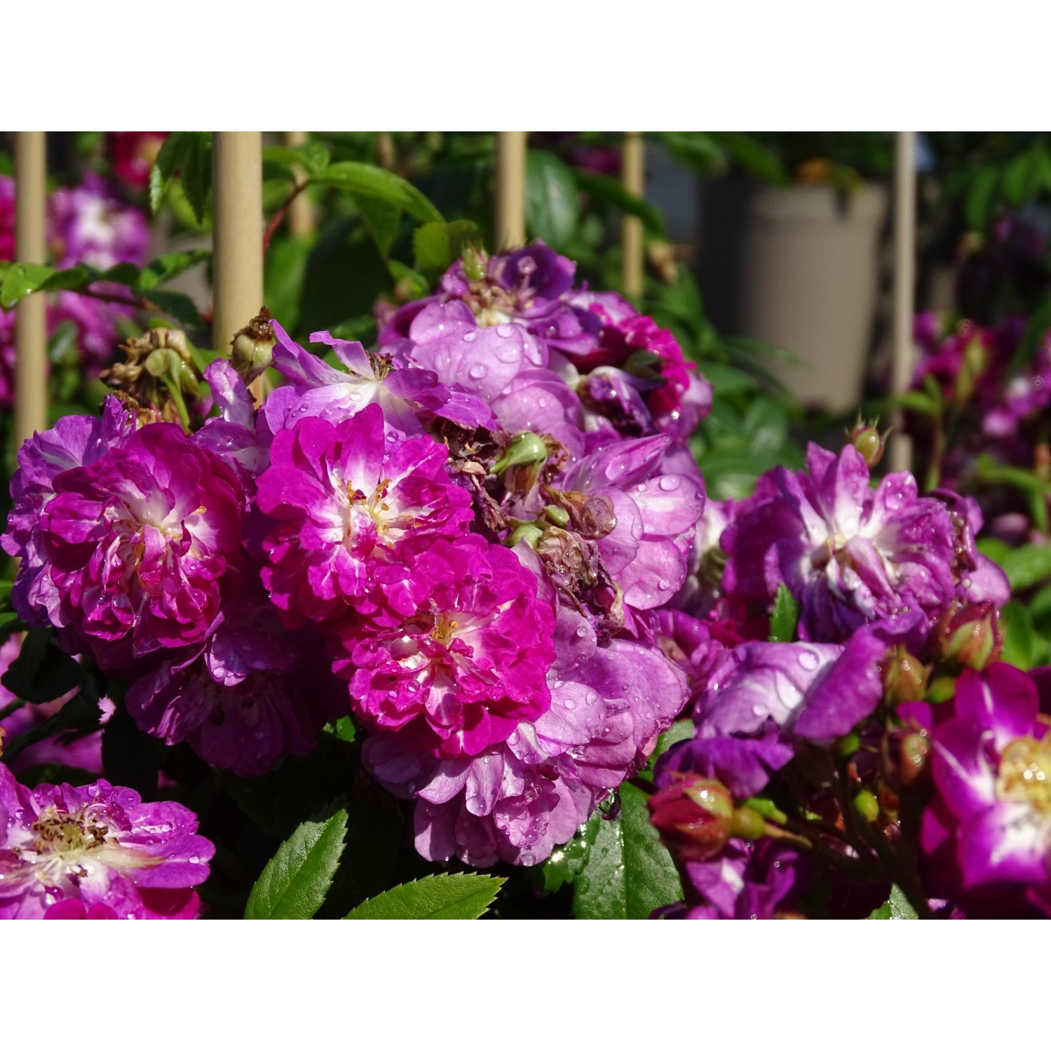 Perennial Blue Climbing Rose | Apuldram Roses
