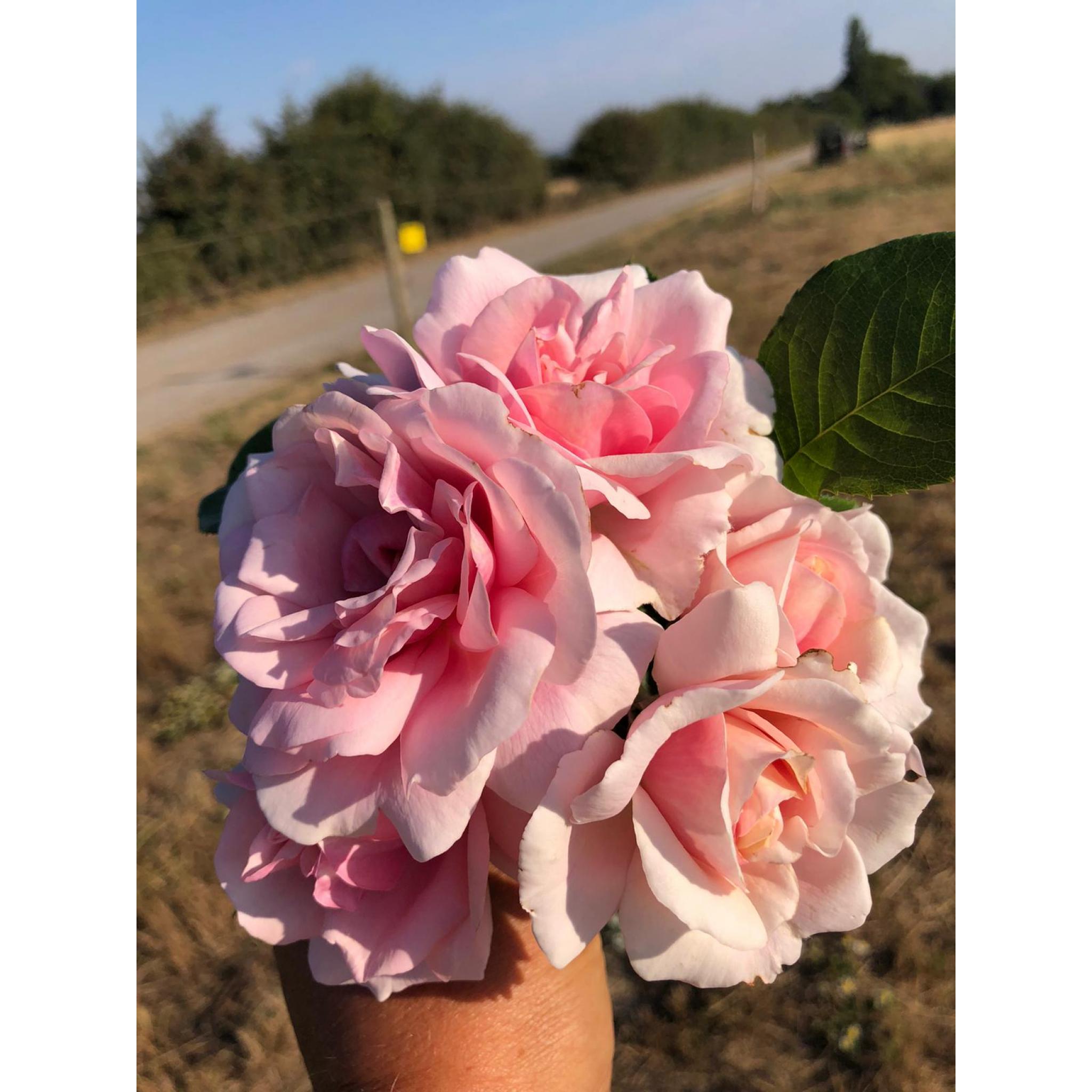 Natasha Richardson Rose | Apuldram Roses