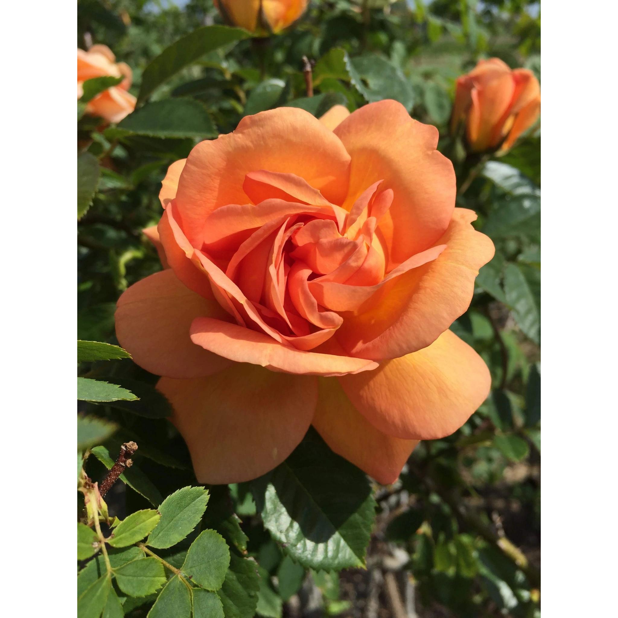 Indian Summer Rose - Bare Root | Apuldram Roses