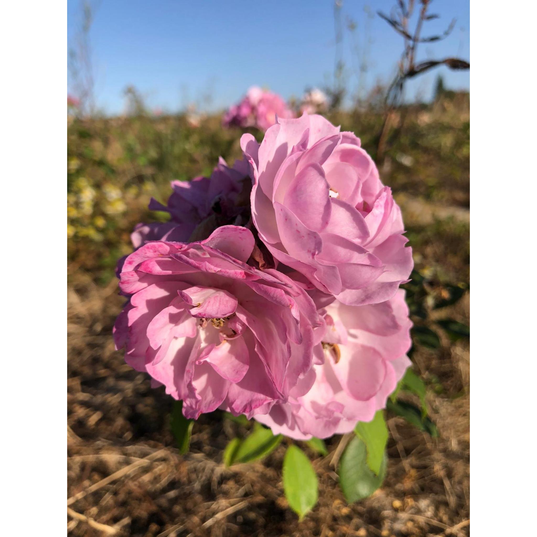Lilac Bouquet Climbing Rose | Apuldram Roses