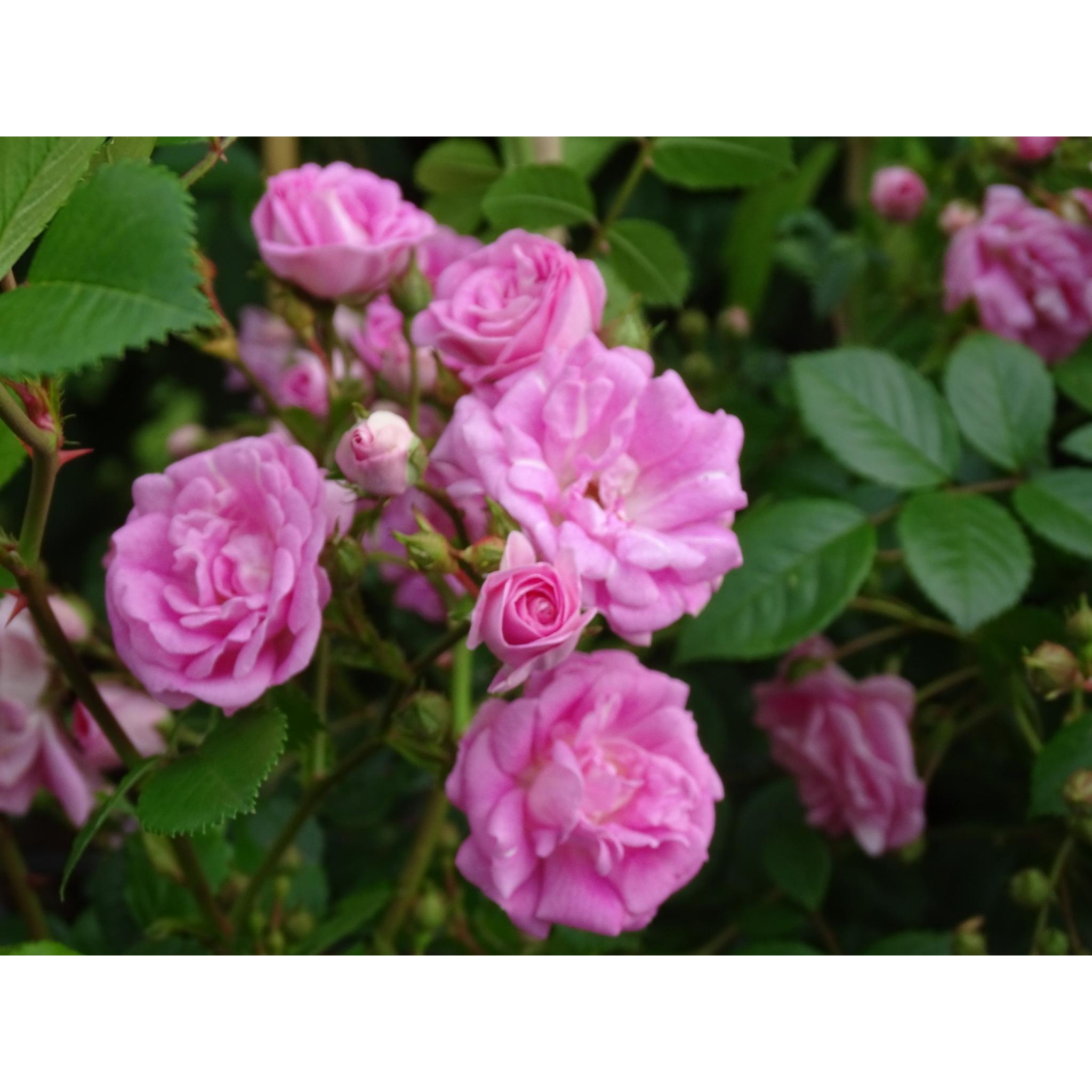 Super Fairy Rambling Rose | Apuldram Roses