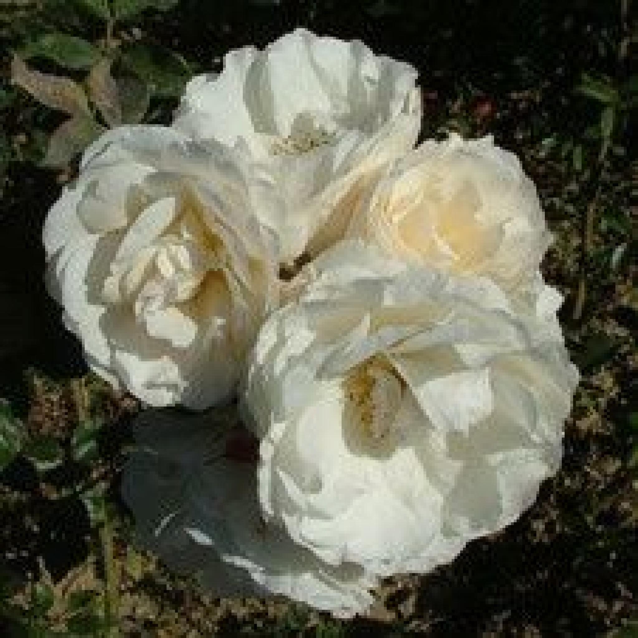 White Cloud Climbing Rose | Apuldram Roses