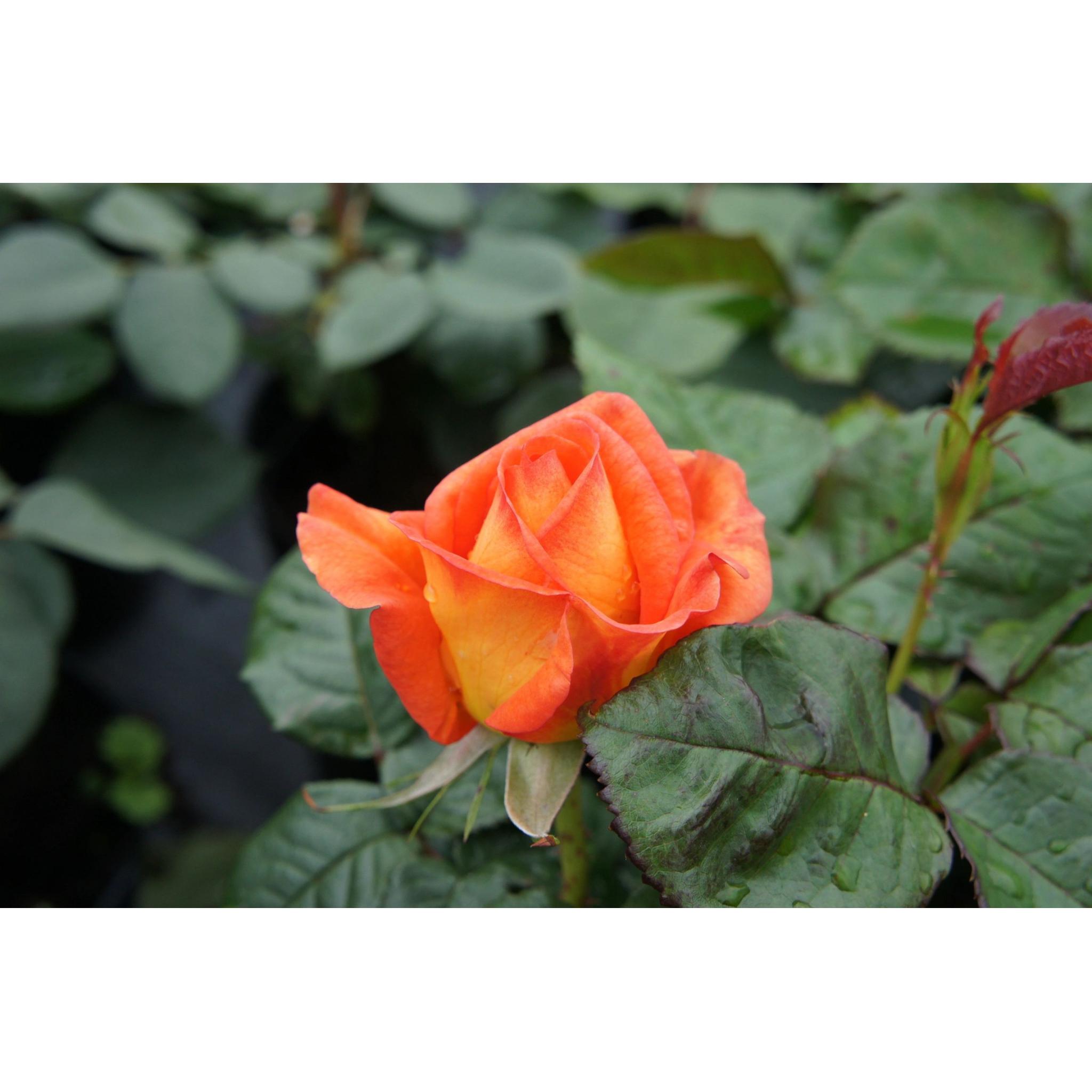 Mamma Mia Rose | Apuldram Roses