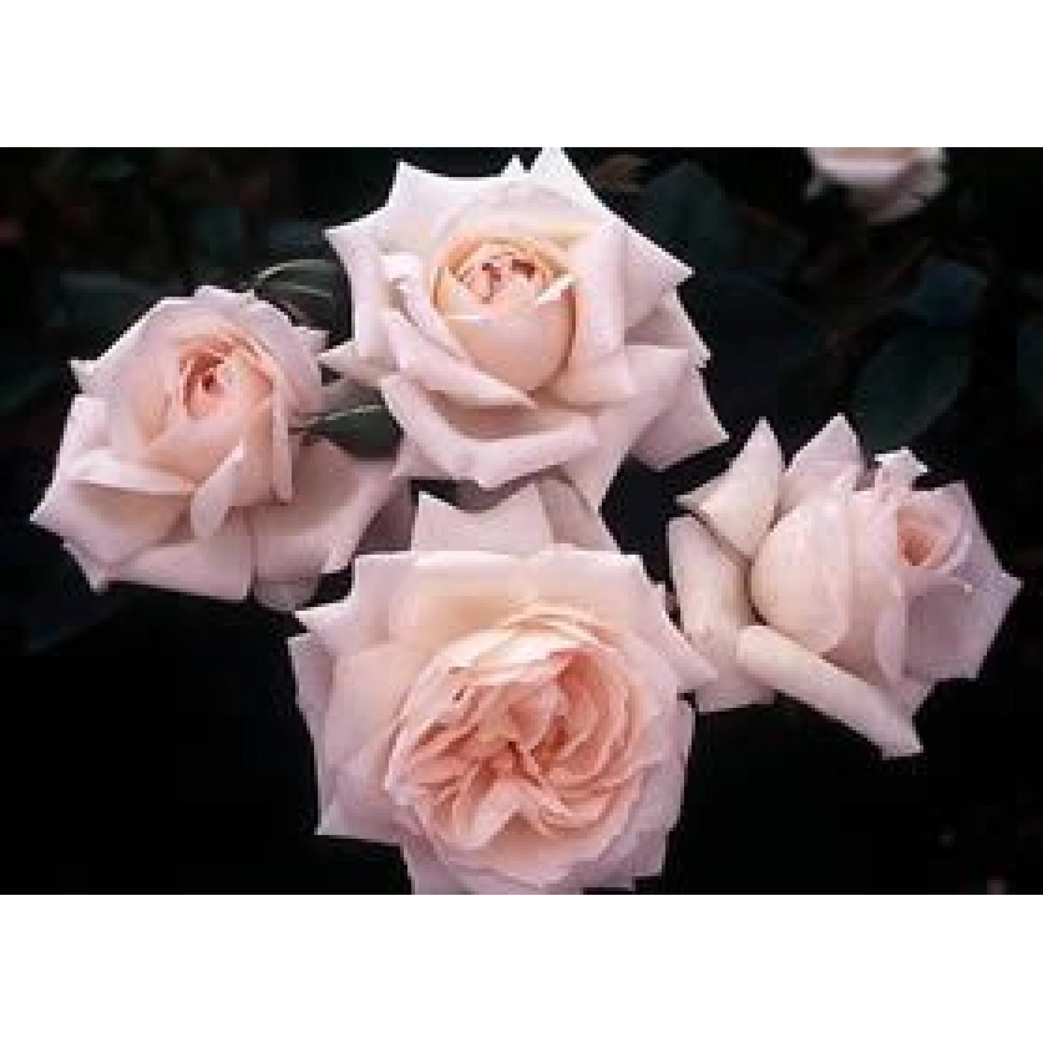 Penny Lane Climbing Rose | Apuldram Roses