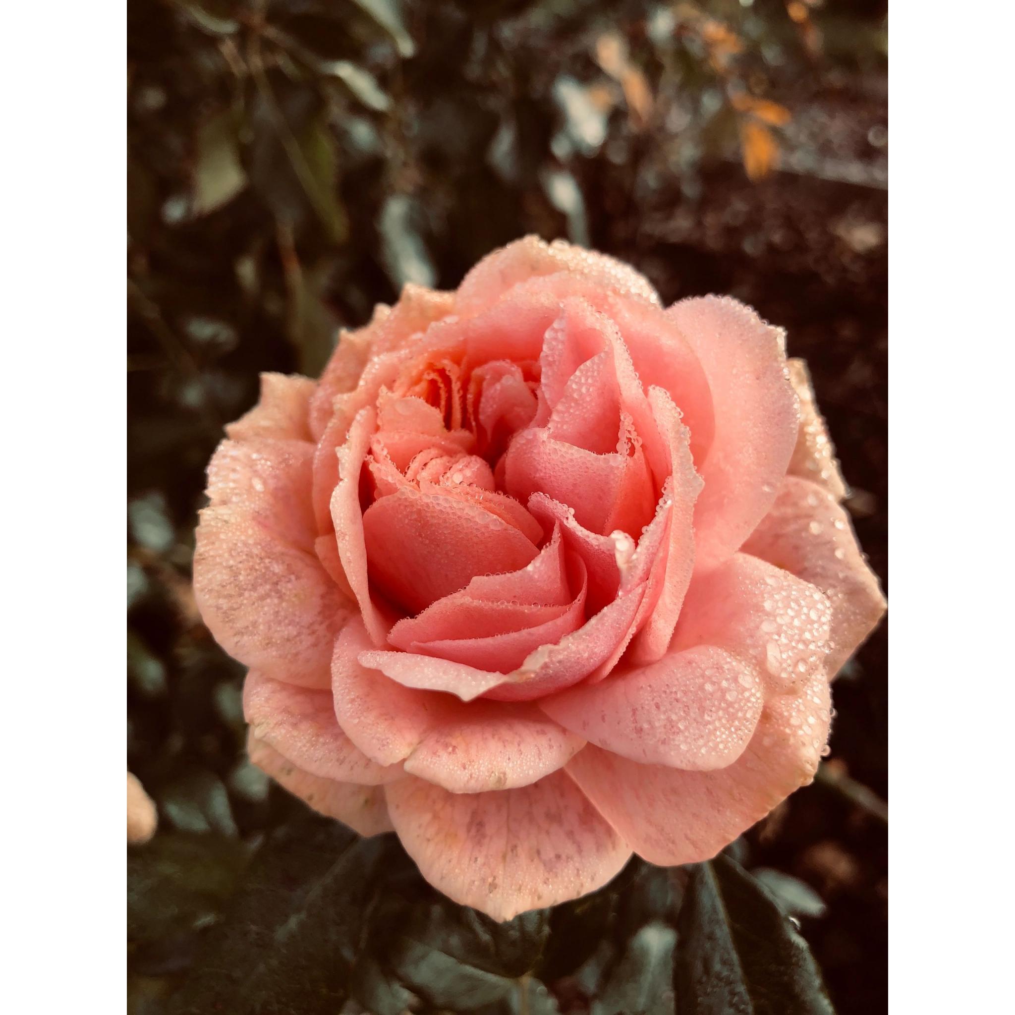 Joie De Vivre Rose | Apuldram Roses