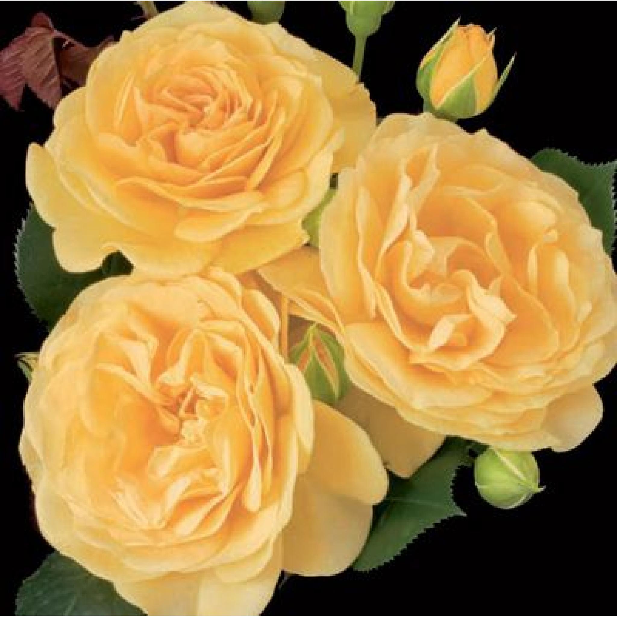 Absolutley Fabulous Rose | Apuldram Roses