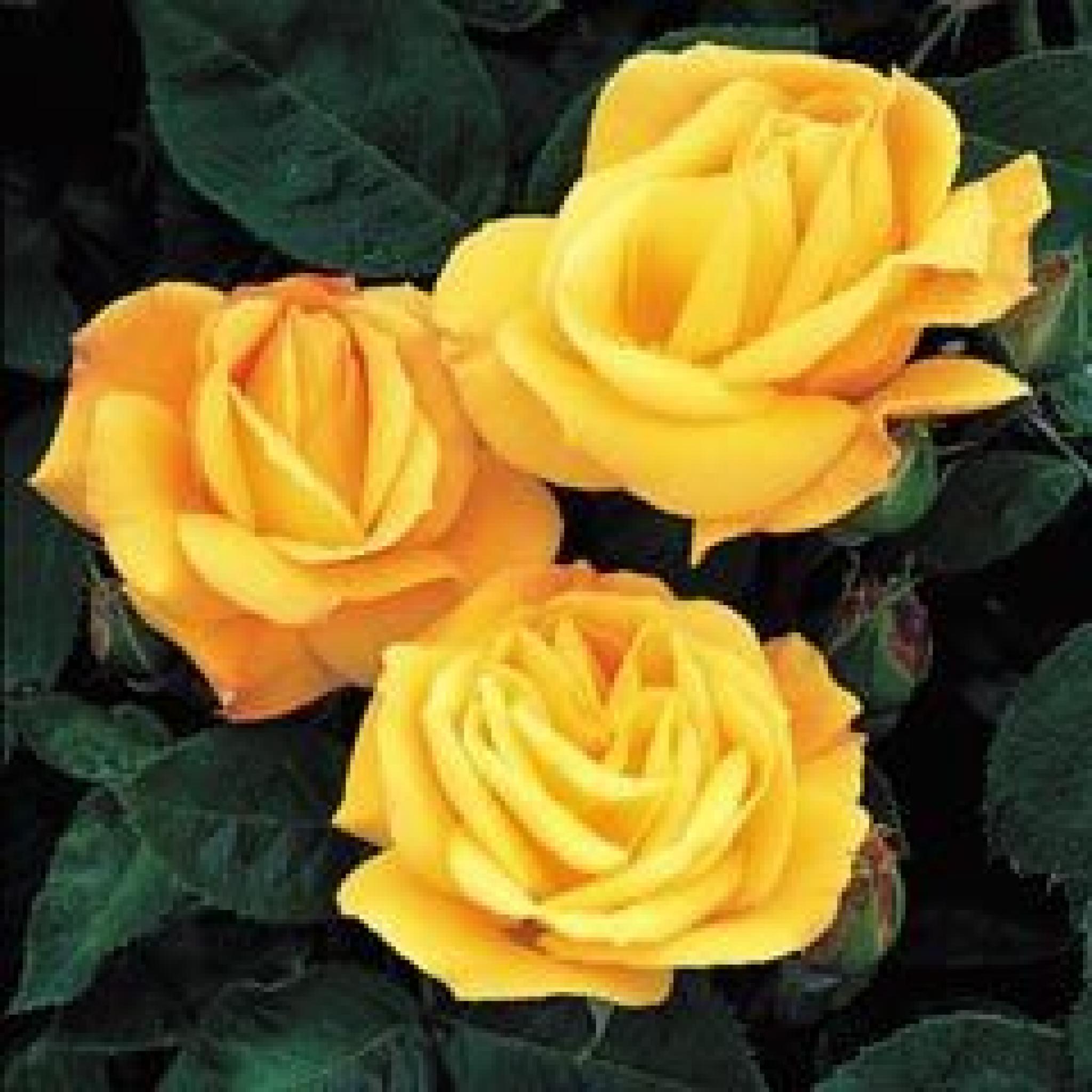 Arthur Bell (Climber) - Bare Root