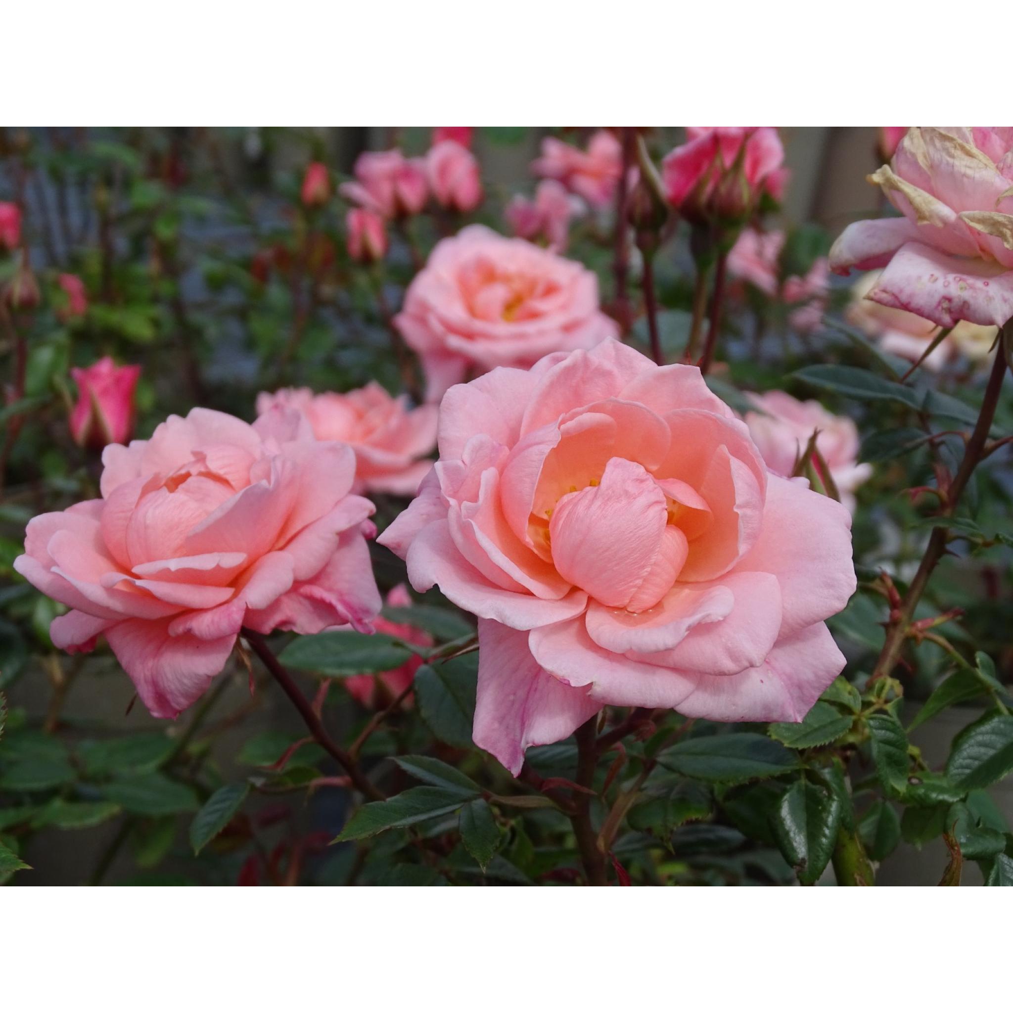 Star Performer Climbing Rose | Apuldram Roses