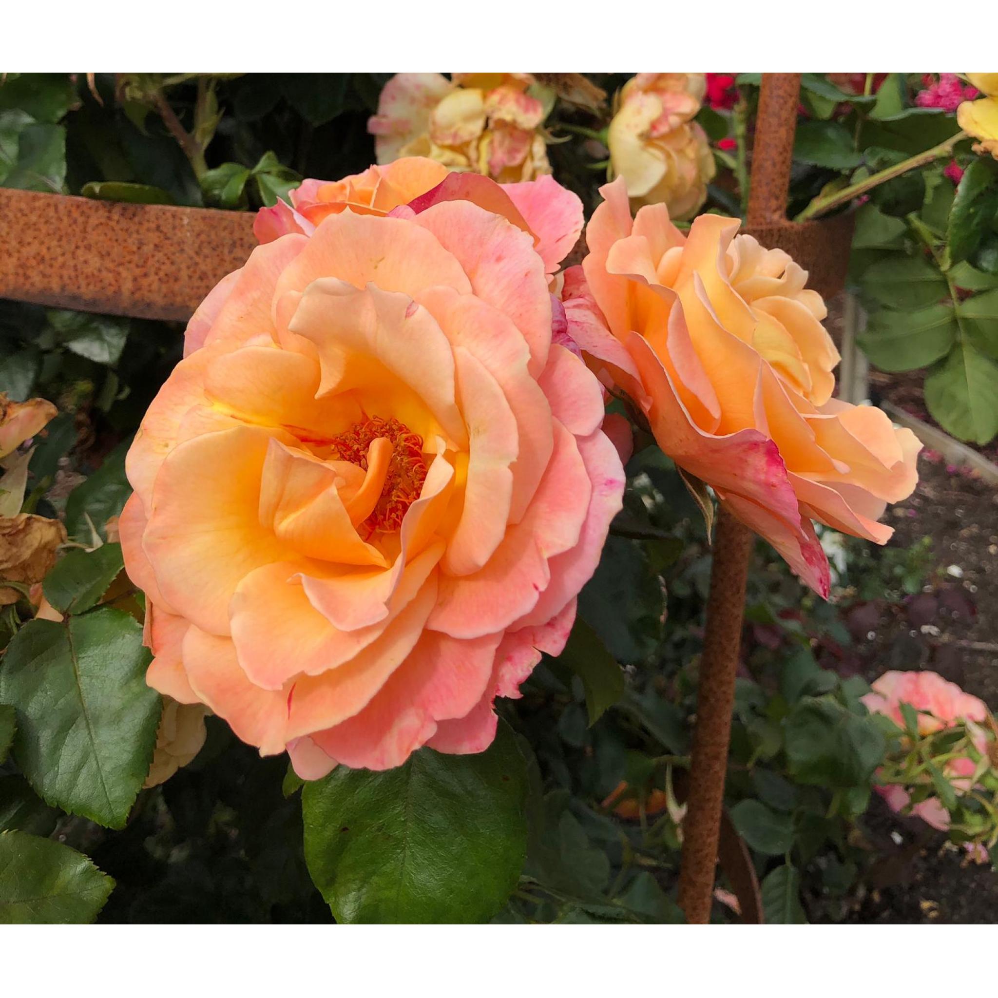 Della Balfour Climbing Rose | Apuldram Roses
