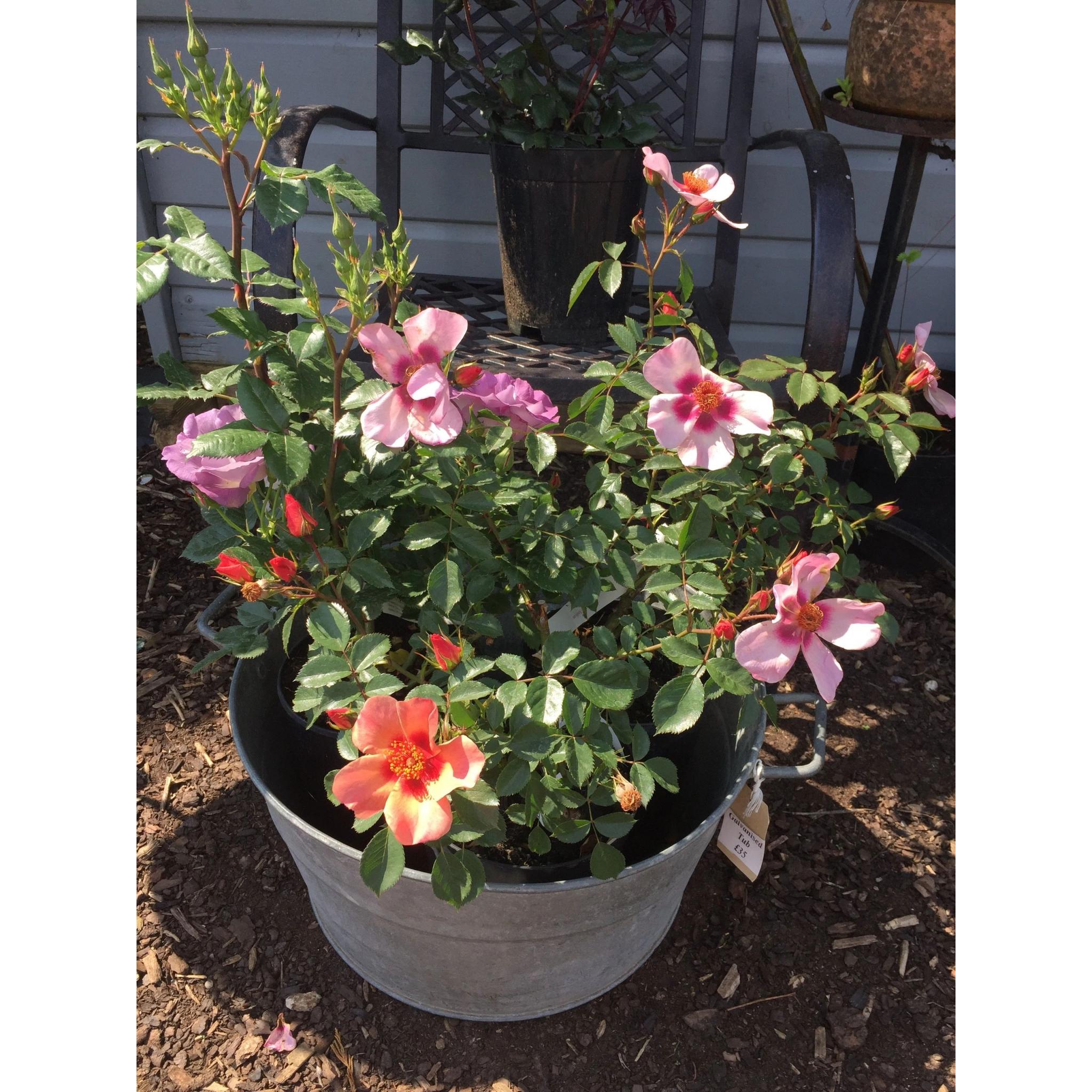 For Your Eyes Only Rose | Apuldram Roses