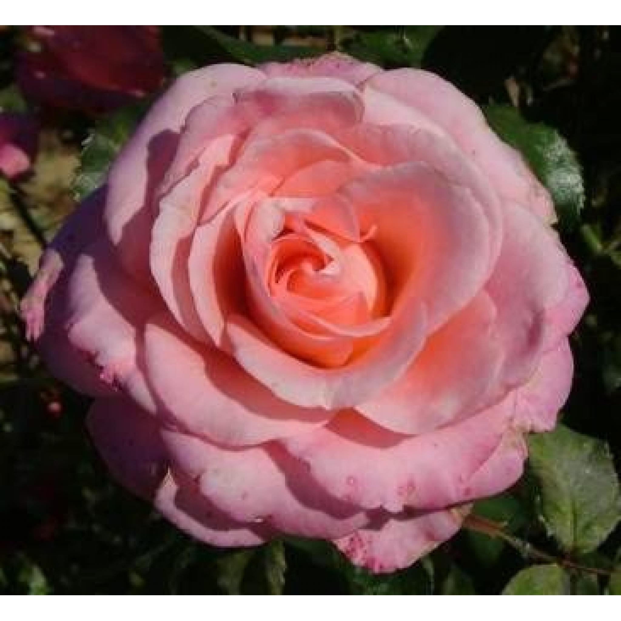 Queen Elizabeth Rose