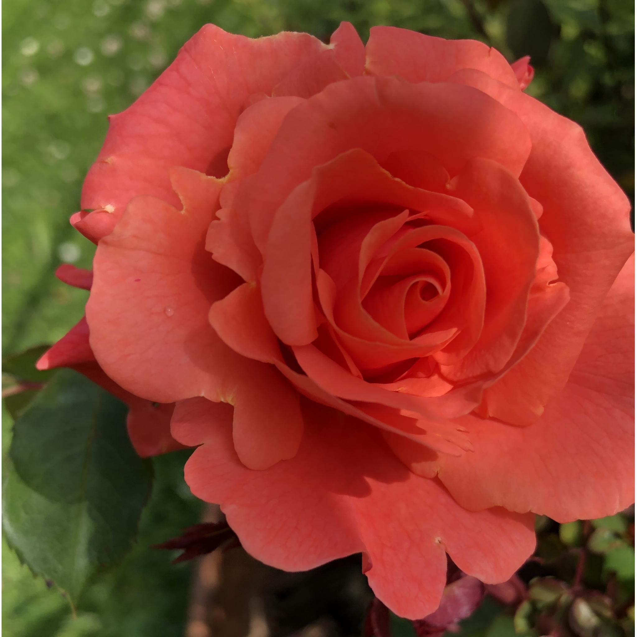 Alibaba Rose | Apuldram Roses