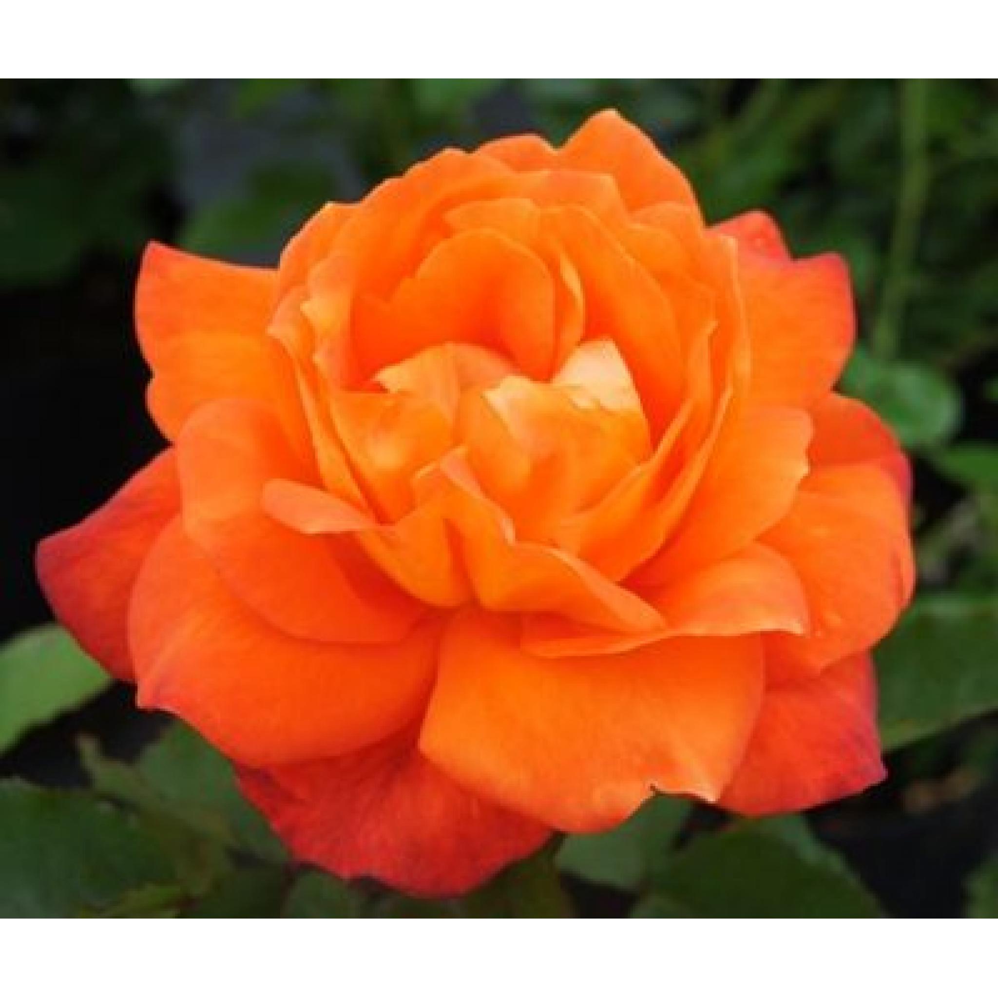 Super Trouper Rose | Apuldram Roses