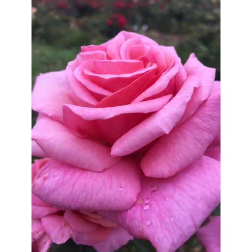 Summer Wine Climbing Rose | Apuldram Roses