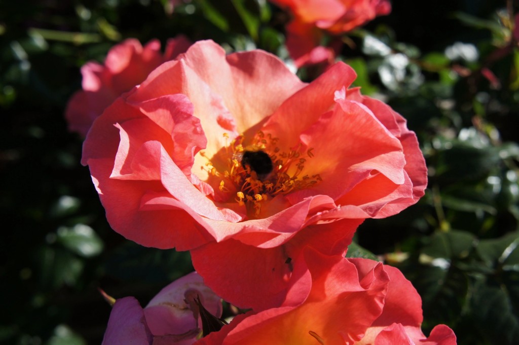 Welcome to Apuldram Roses, a plant nursery specialising in Roses ...