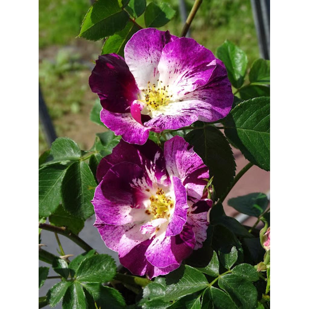 Oh Wow Rose | Apuldram Roses