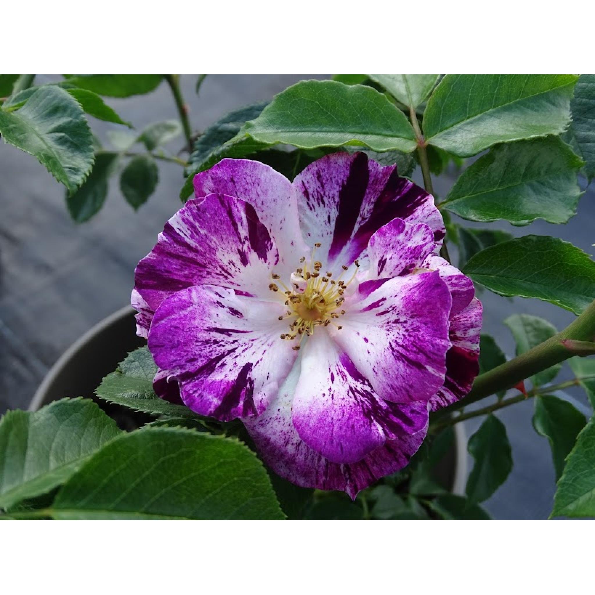 Oh Wow Rose | Apuldram Roses