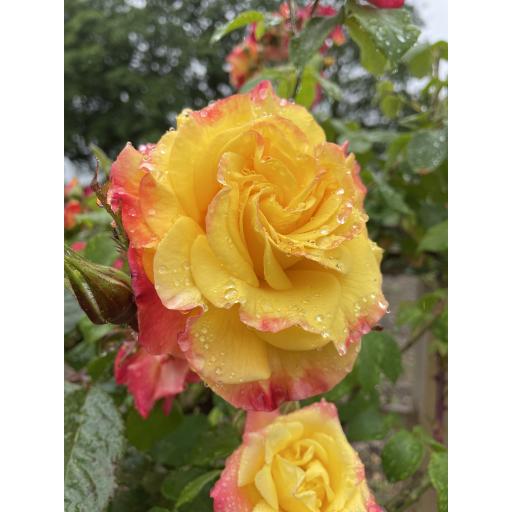 Masquerade Climbing Rose | Apuldram Roses
