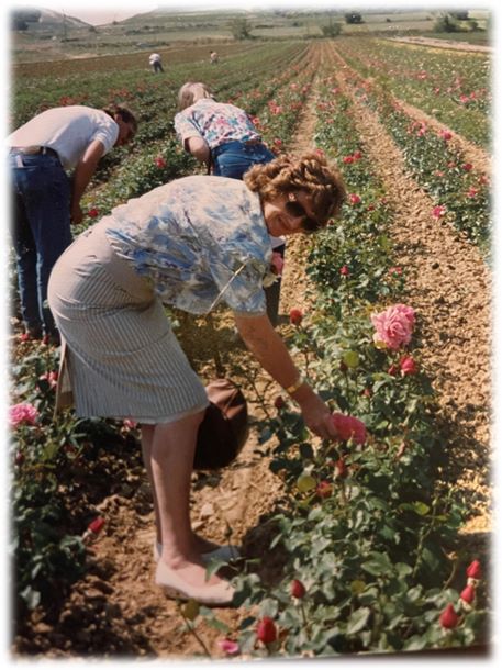 Welcome to Apuldram Roses, a plant nursery specialising in Roses ...